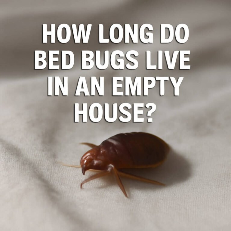 How Long Do Bed Bugs Live in an Empty House? – Ultimate Guide with 15 ...